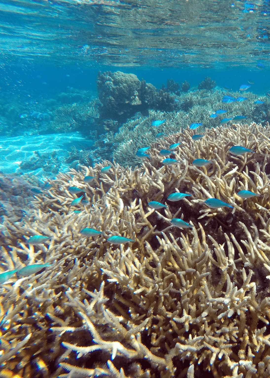 Acropora Coral • E5 Coral