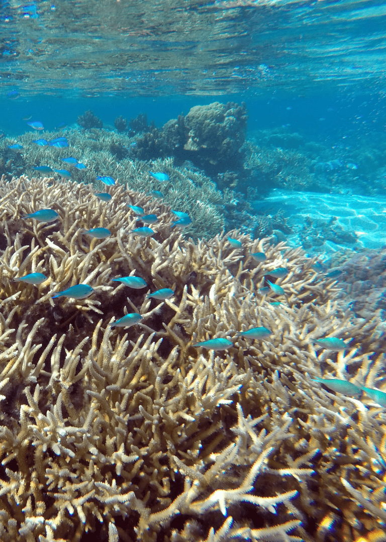 Acropora Coral • E5 Coral
