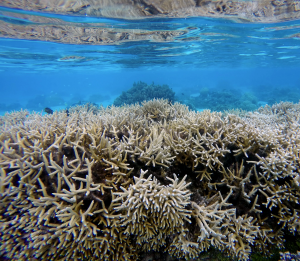 Acropora Coral • E5 Coral