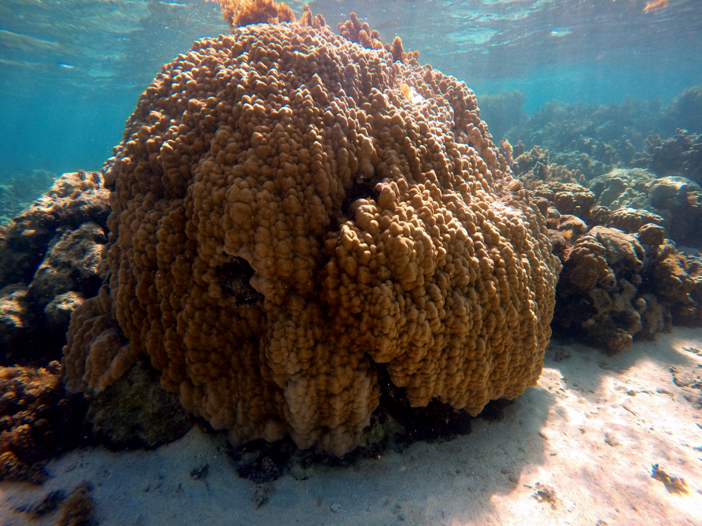 Porites Coral • E5 Coral