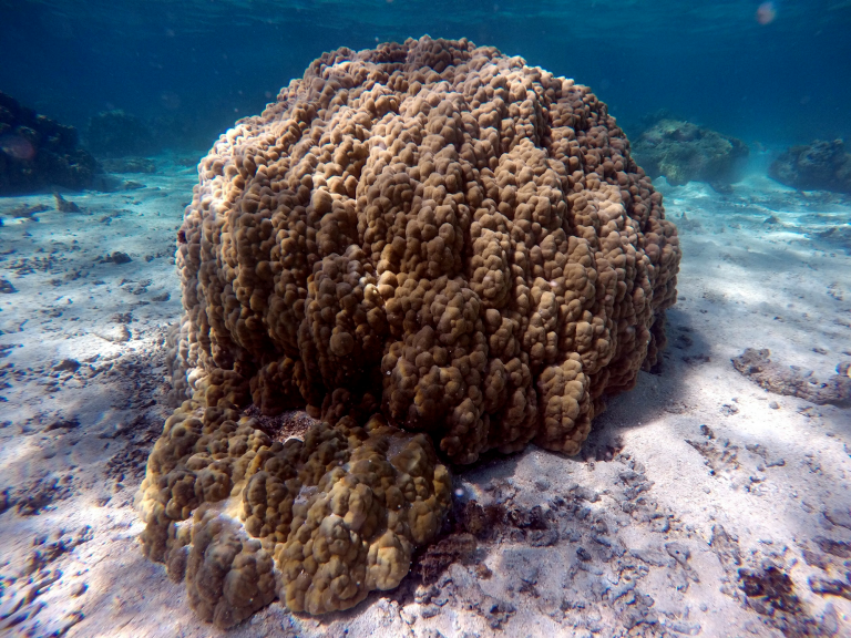 Porites Coral • E5 Coral