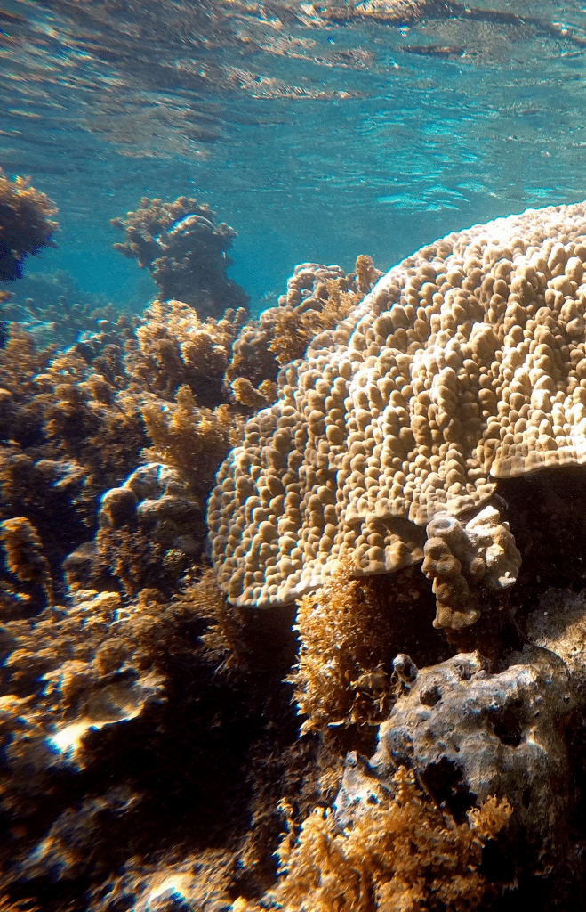 Porites Coral • E5 Coral