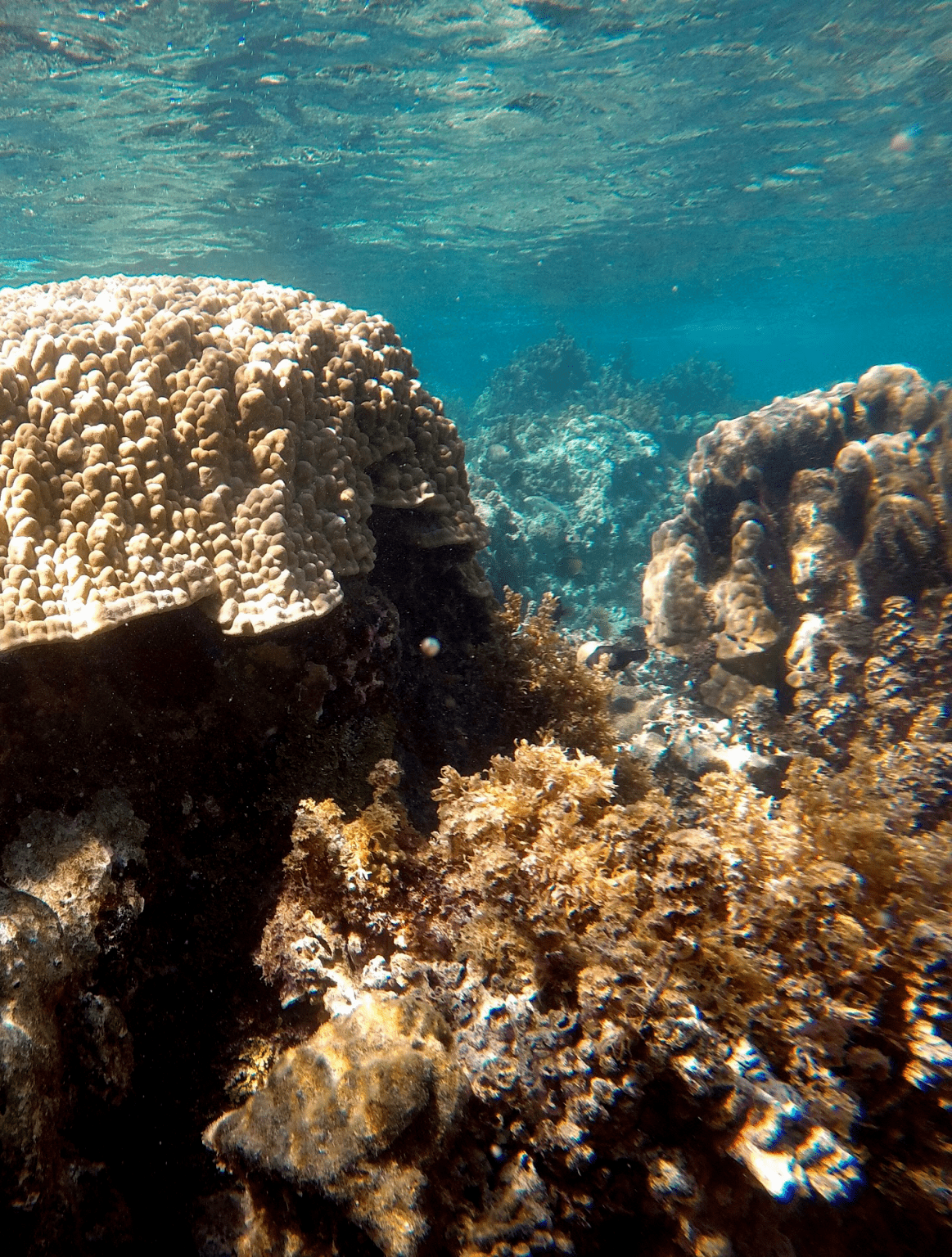 Porites Coral • E5 Coral